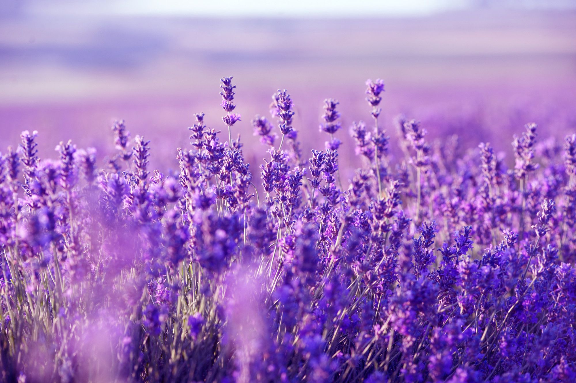 IL SIGNIFICATO DEI FIORI, TANTE ALTRE CURIOSITA' E NEWS