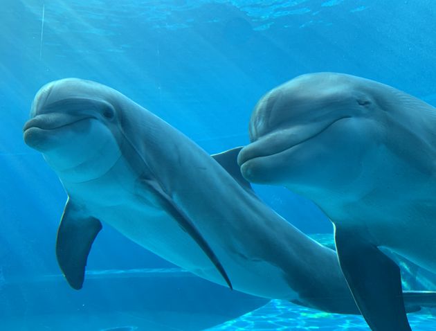 ACQUARIO DI GENOVA, LE MERAVIGLIE DEL NOSTRO MARE