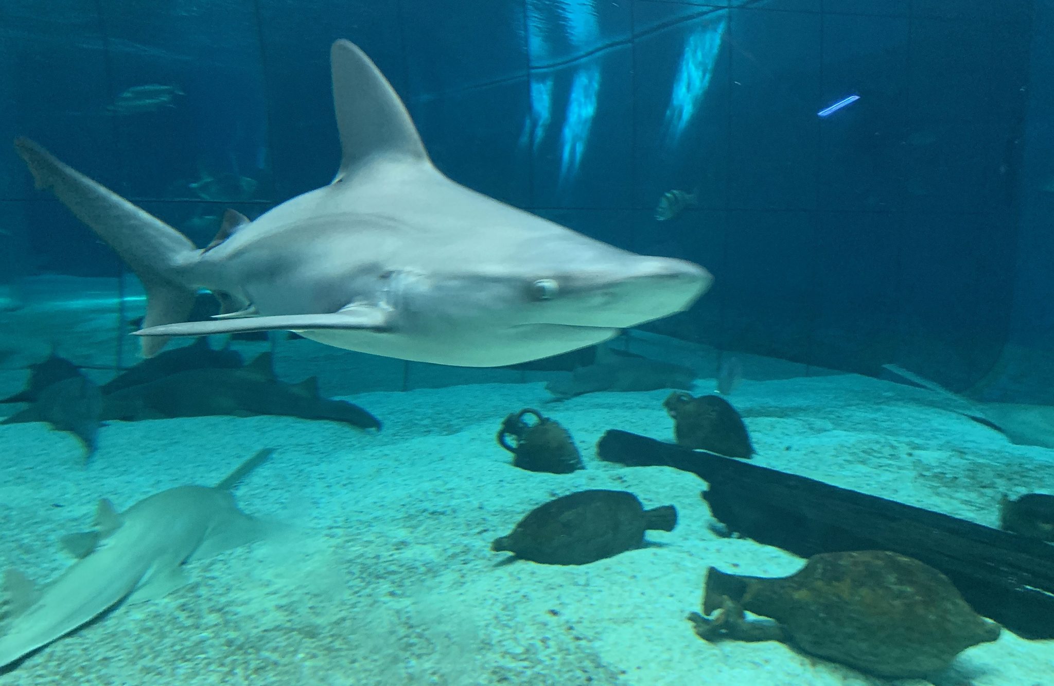 ACQUARIO DI GENOVA, LE MERAVIGLIE DEL NOSTRO MARE