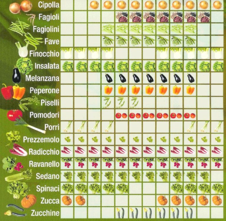 VERDURE DI STAGIONE: QUALI SONO, PROPRIETÀ, RICETTE.